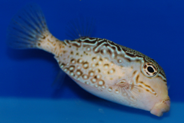 Scribbled Boxfish, Male - Ostracion solorenbsis